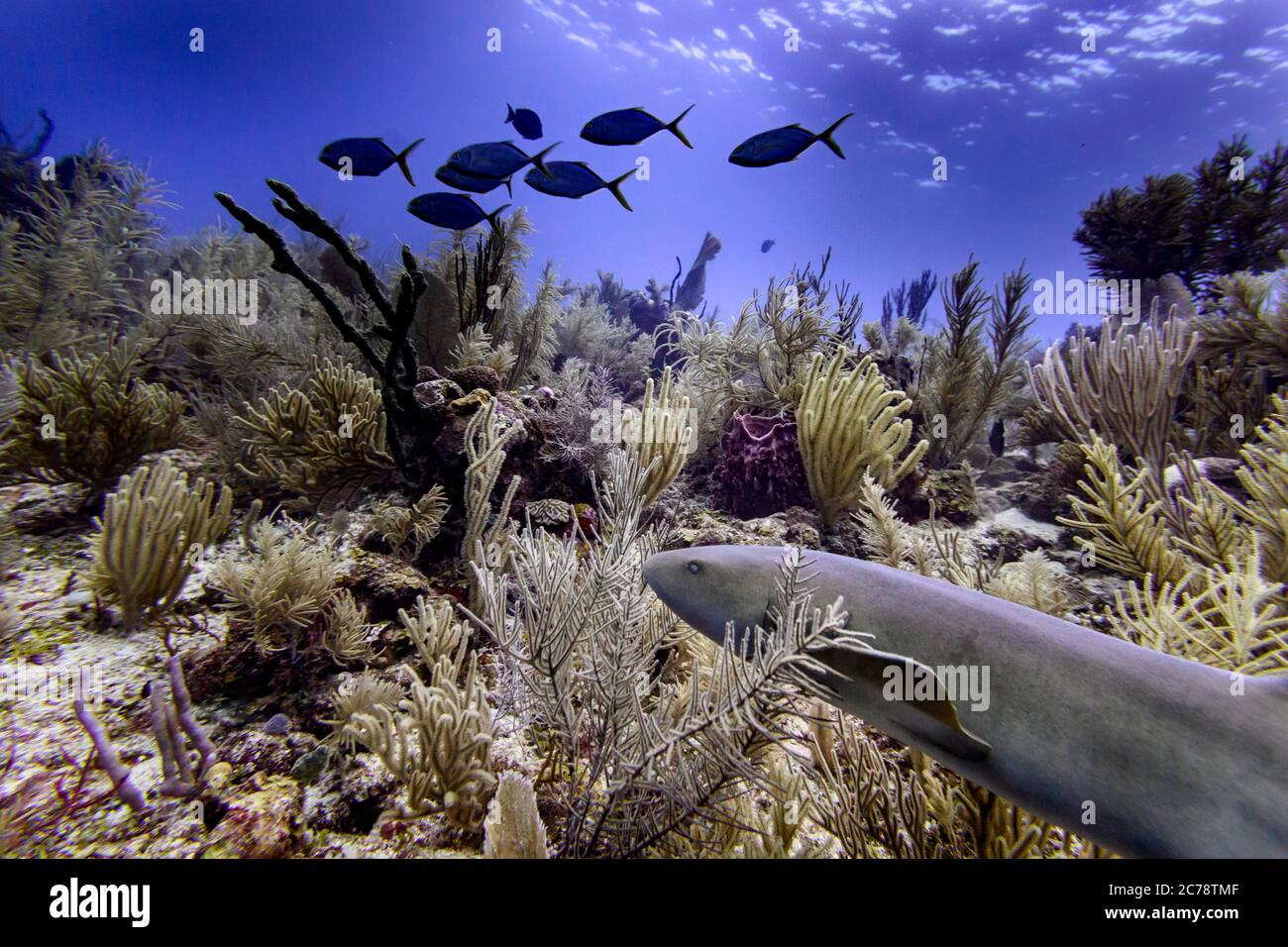 Nurse Shark underwater with other fish in background, Silk Caye ...