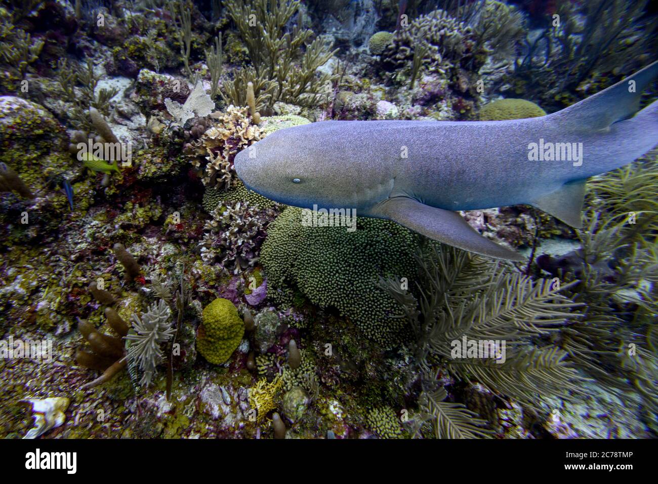Nurse shark in belize hi-res stock photography and images - Alamy