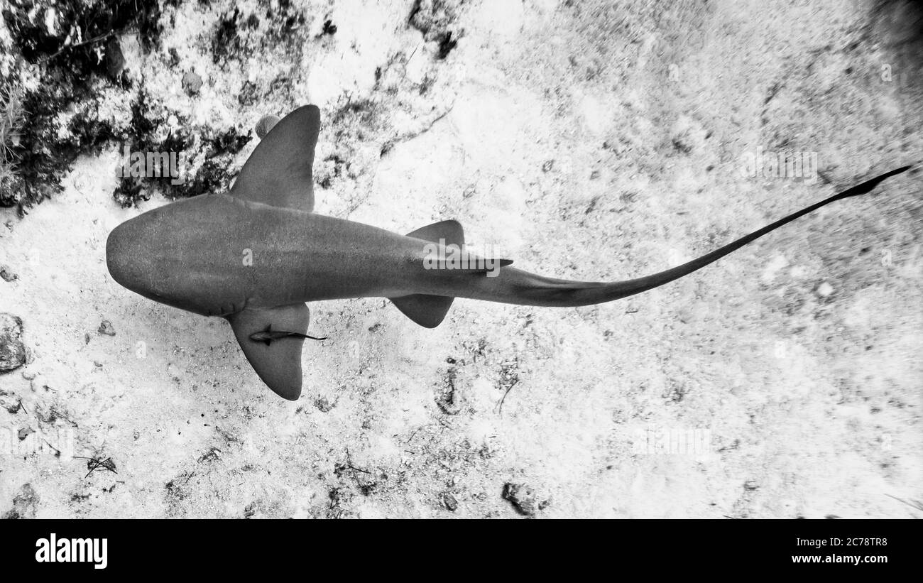 Nurse Shark, Silk Caye, Placencia, Belize Stock Photo - Alamy