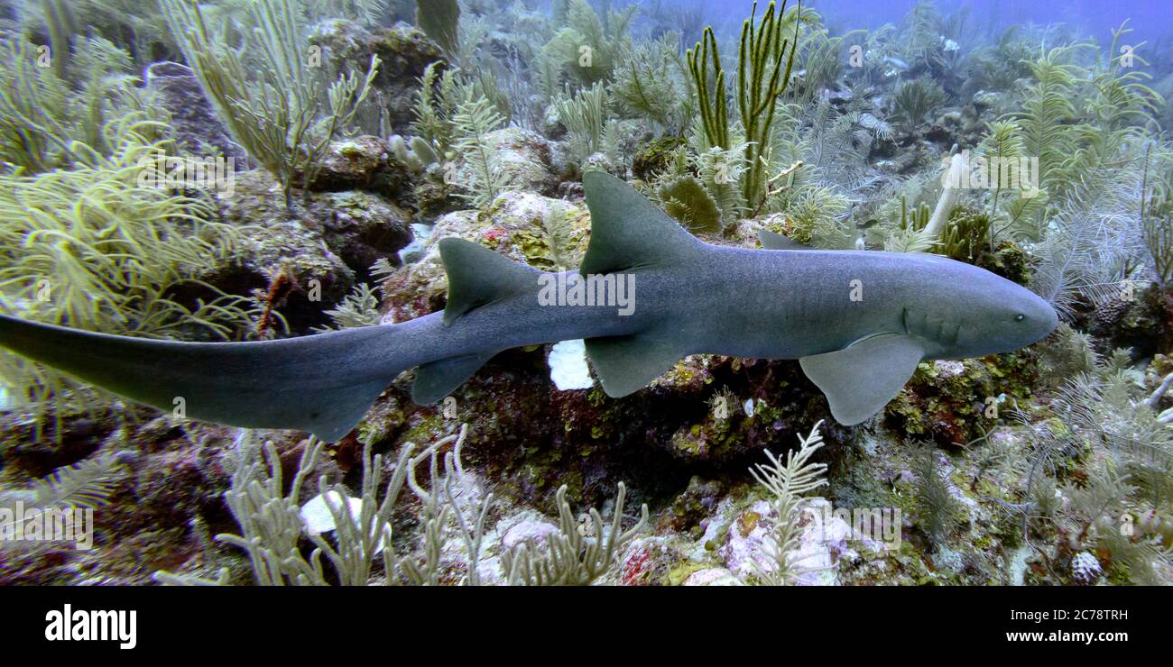 Nurse Shark, Silk Caye, Placencia, Belize Stock Photo - Alamy