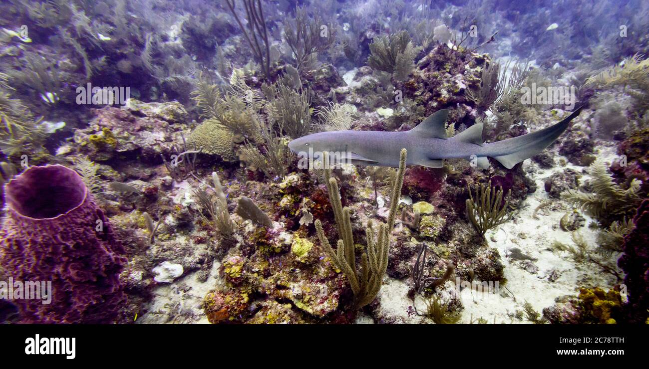 Nurse Shark, Silk Caye, Placencia, Belize Stock Photo - Alamy