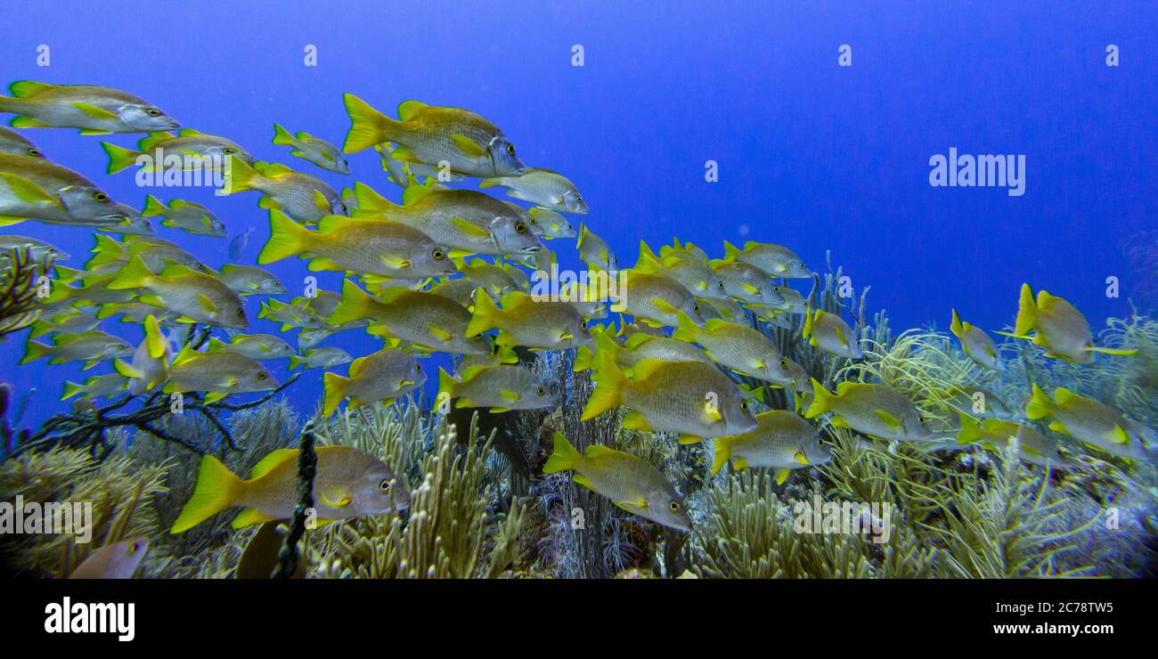 School of yellowtail tropical fish underwater, Silk Caye, Placencia ...