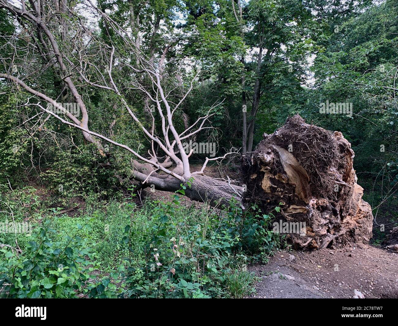 Uprooted forest hi-res stock photography and images - Alamy
