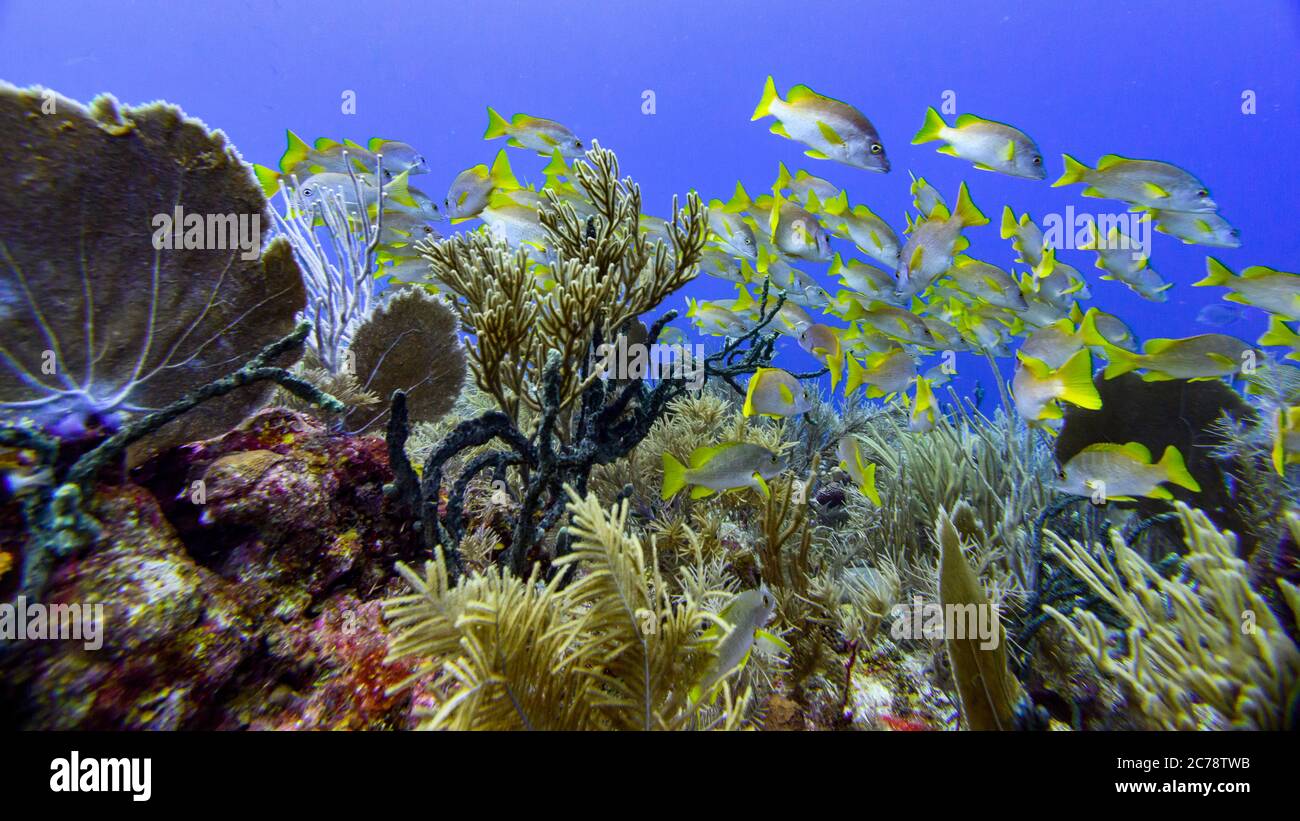 School of yellowtail tropical fish underwater, Silk Caye, Placencia ...