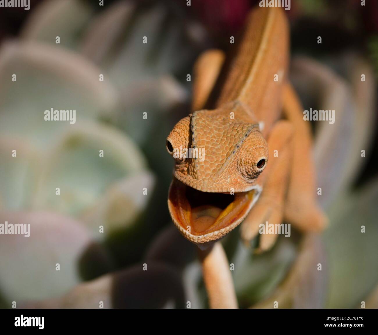 Chameleon front face hi-res stock photography and images - Alamy