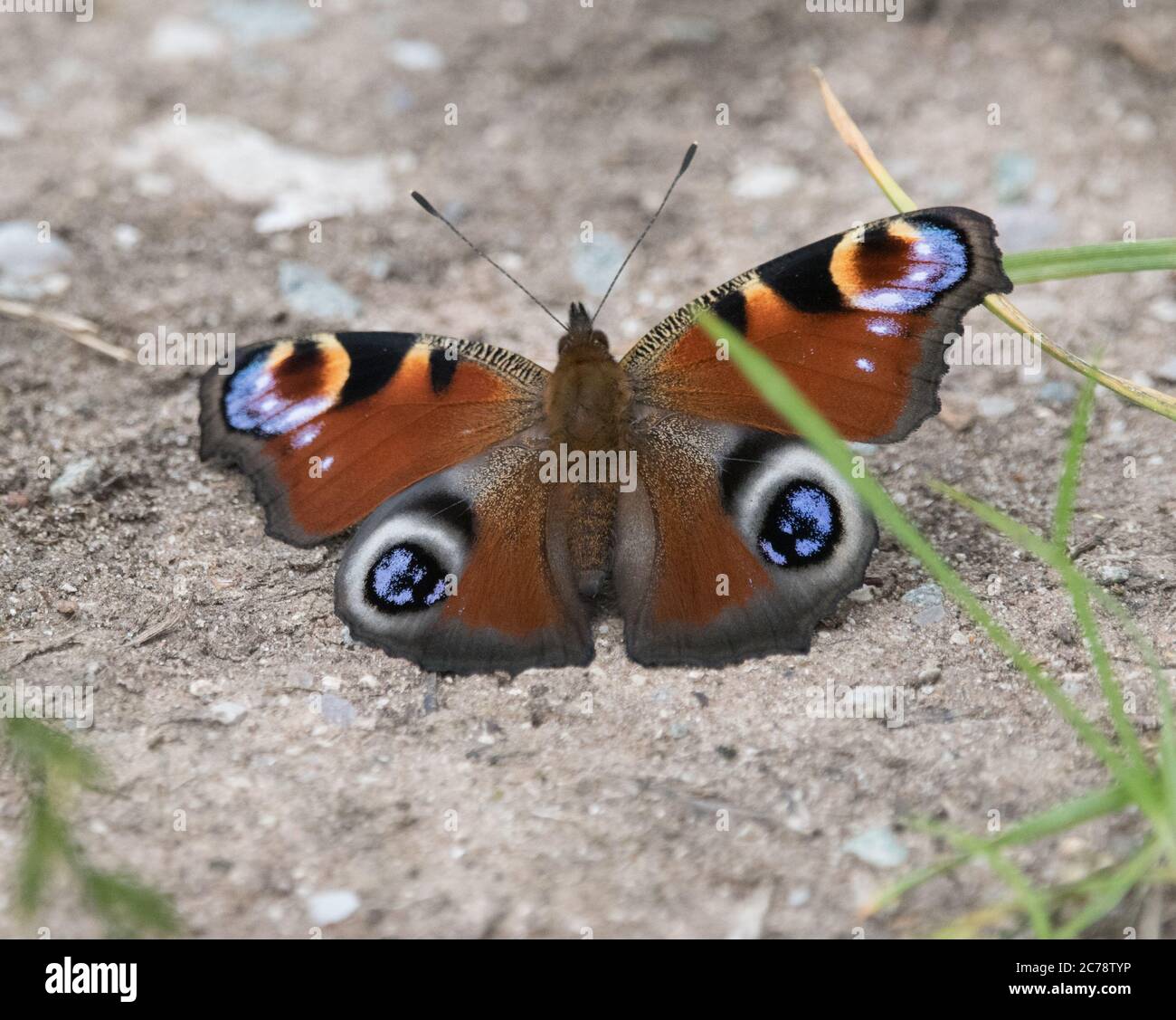 Peacock butterfly (Aglais io Stock Photo - Alamy