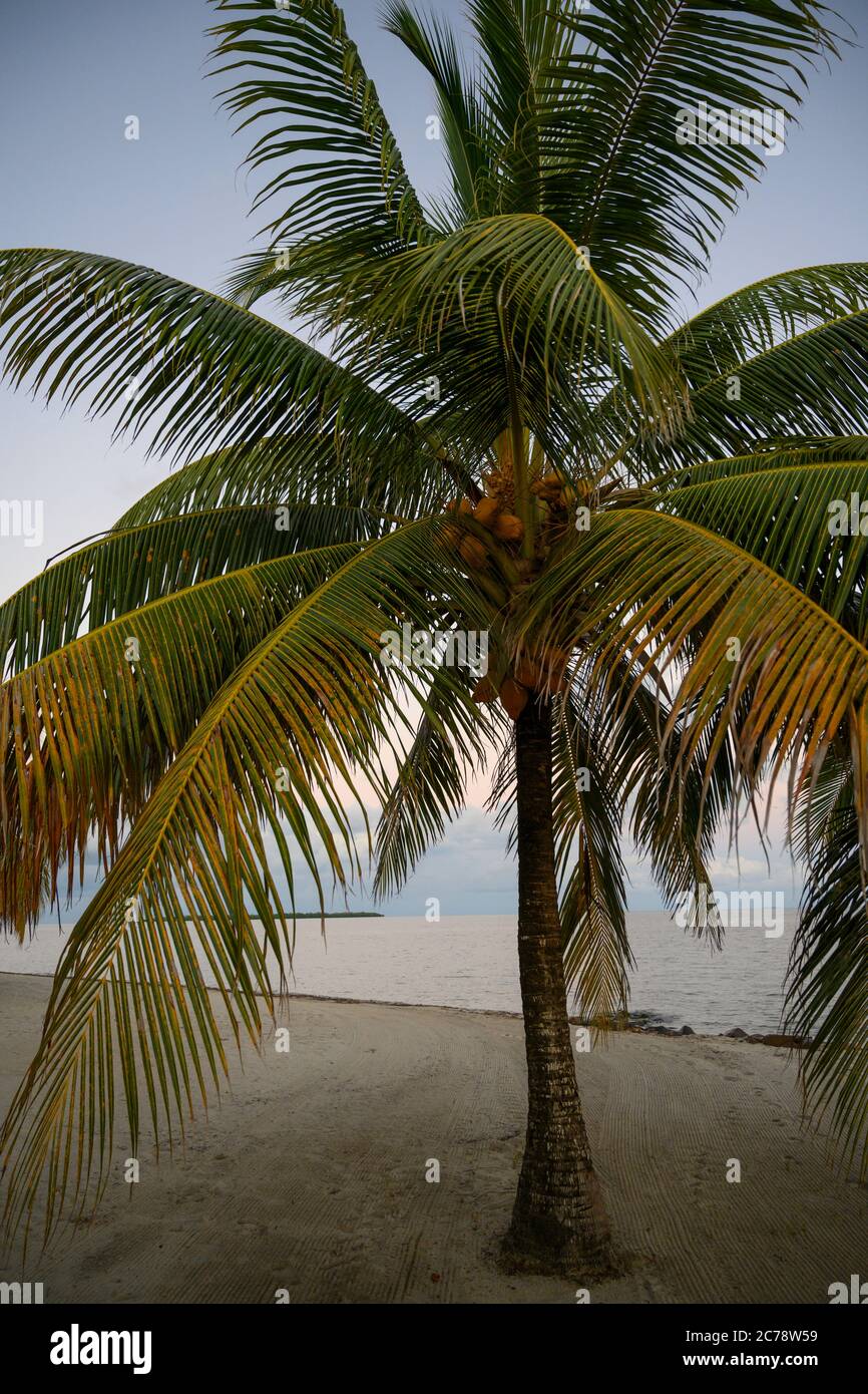Coconut palm tree on beach, Placencia Peninsula, Belize Stock Photo - Alamy