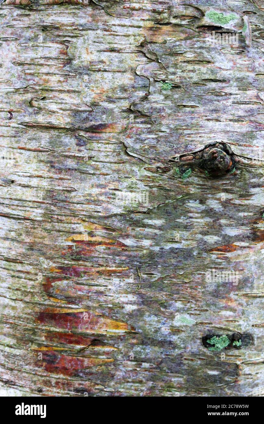 Silver birch, Betula pendula, tree trunk with attractive coloured bark ...