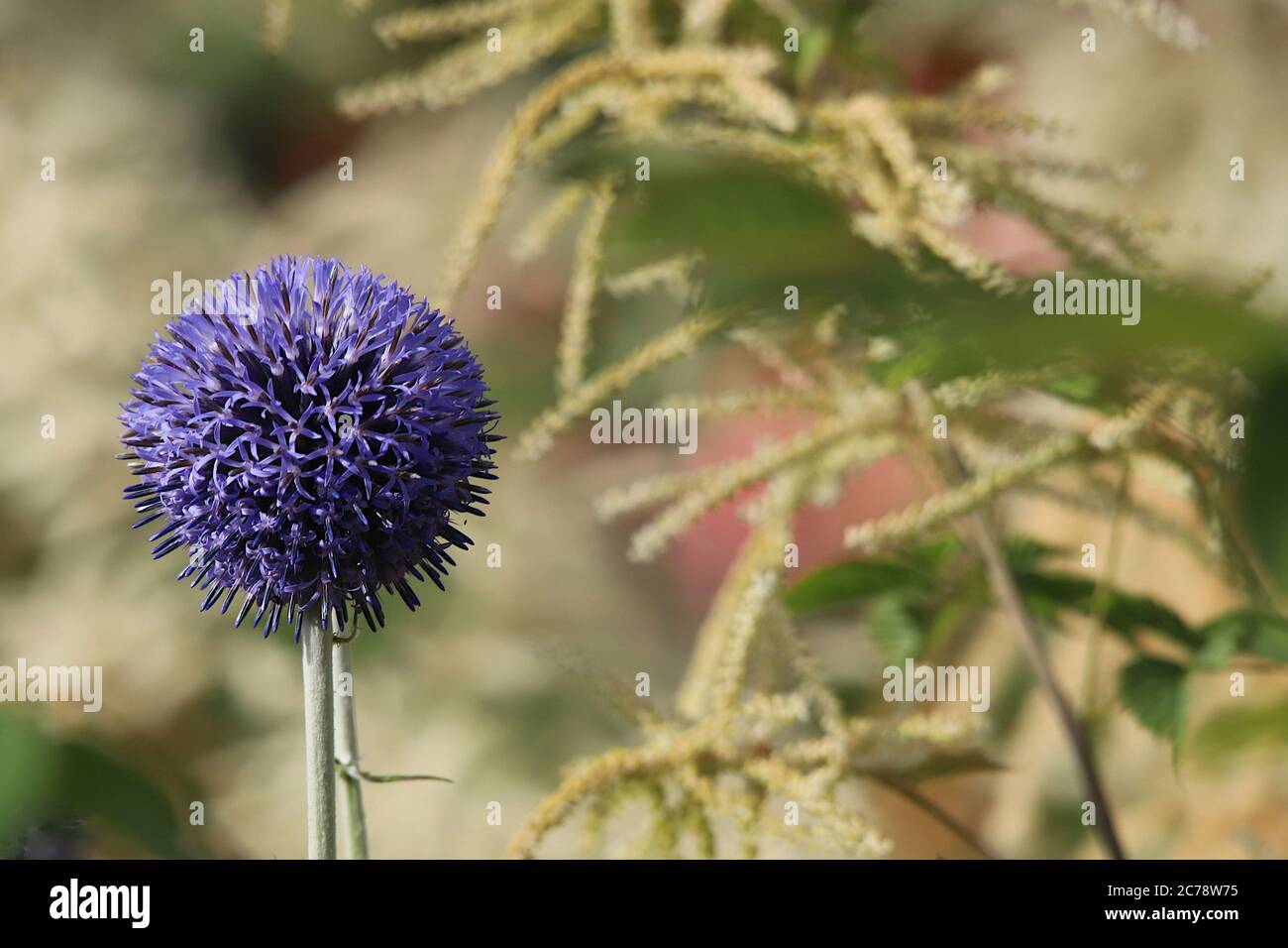 Blue echinops sphere shaped flower with colourful textured background ...
