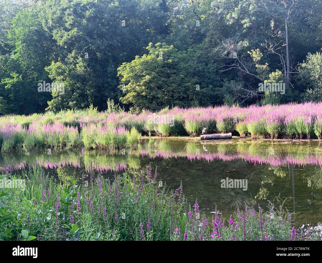 Wanstead park hi-res stock photography and images - Alamy