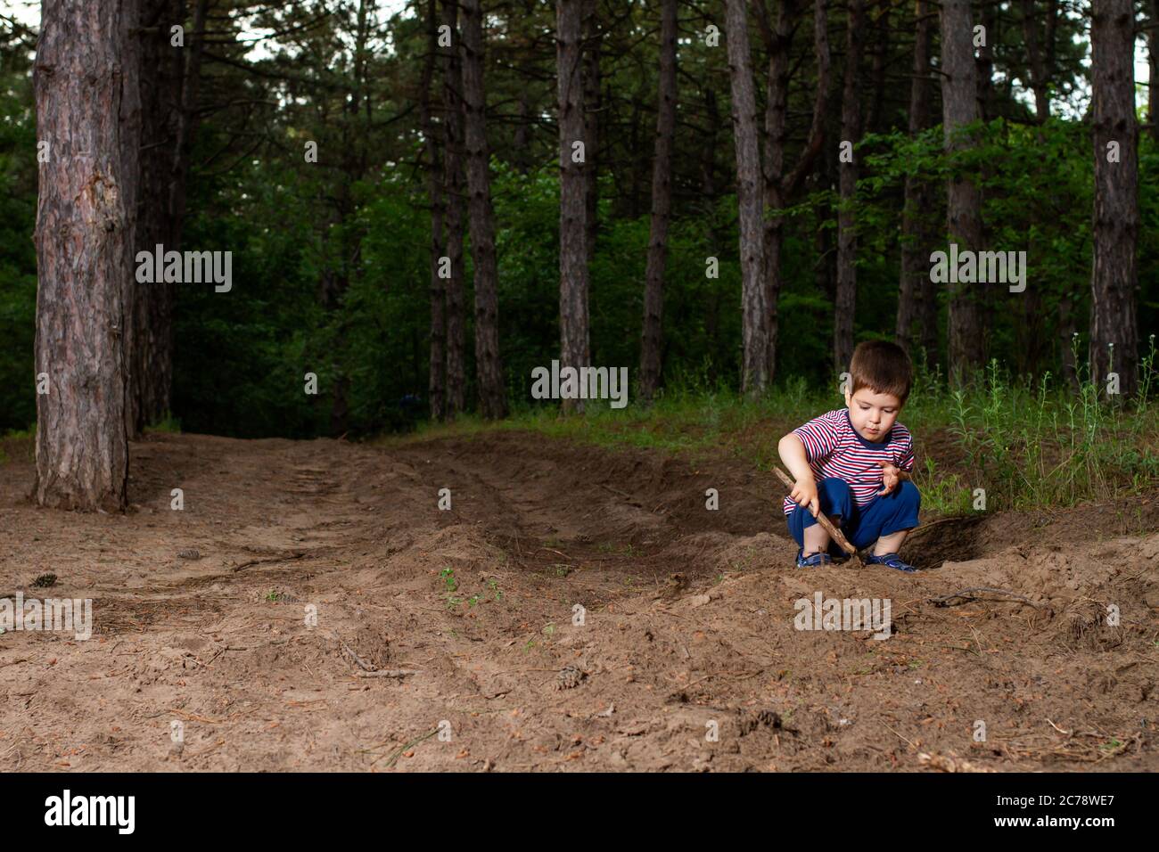 A little boy, a child in a pine coniferous forest digs a stick ground ...