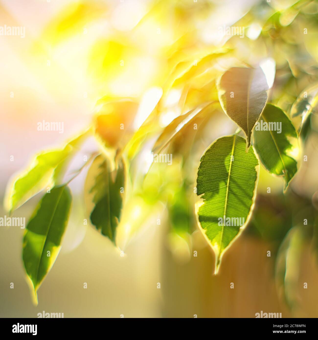 twinkling lights vivid color blurred bokeh spring from fig leaf background. Abstract nature and ...