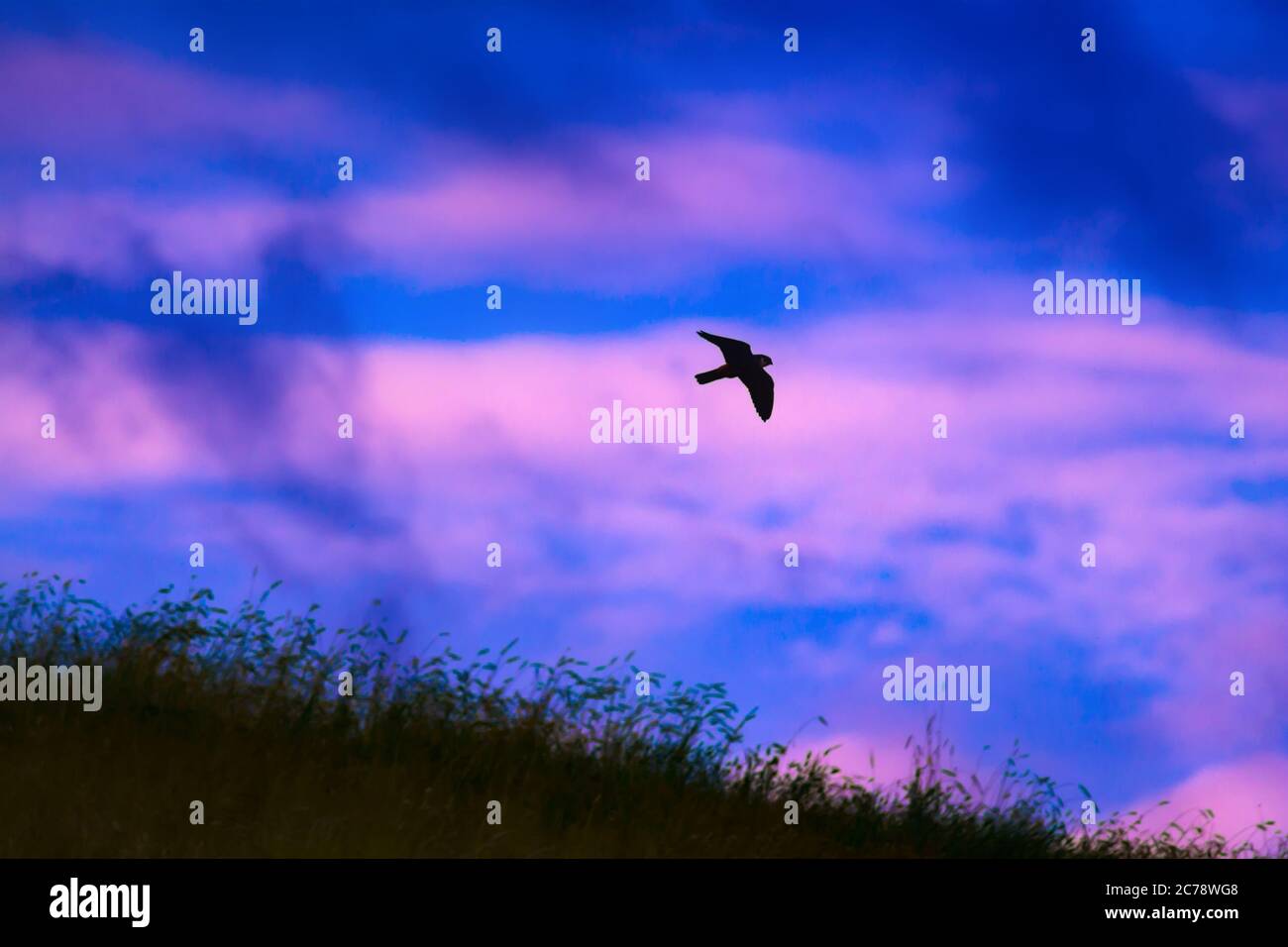 Flying falcon. Sunset nature ackground Stock Photo - Alamy