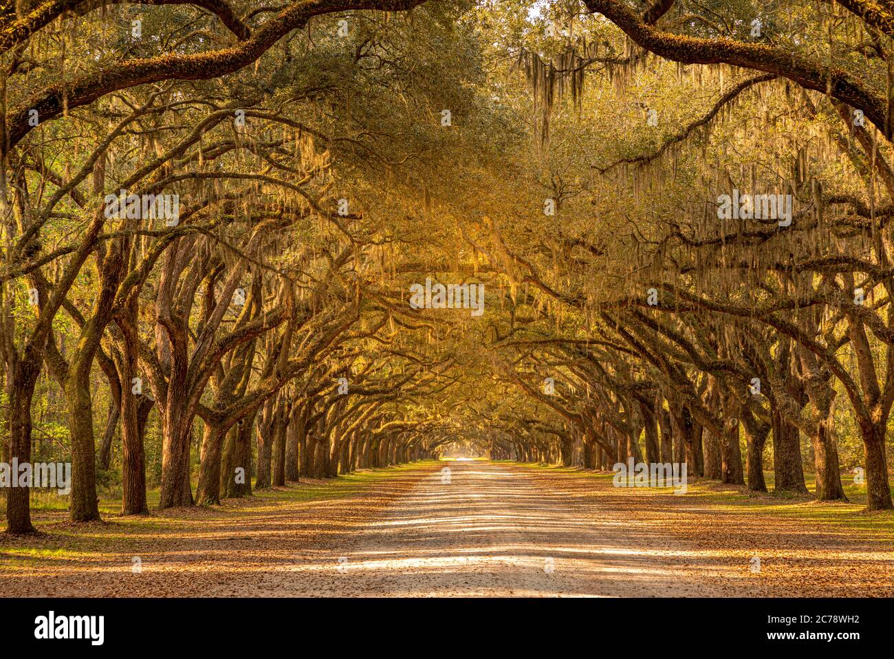 View of old oak trees with spanish moss forming an alley in Savannah ...