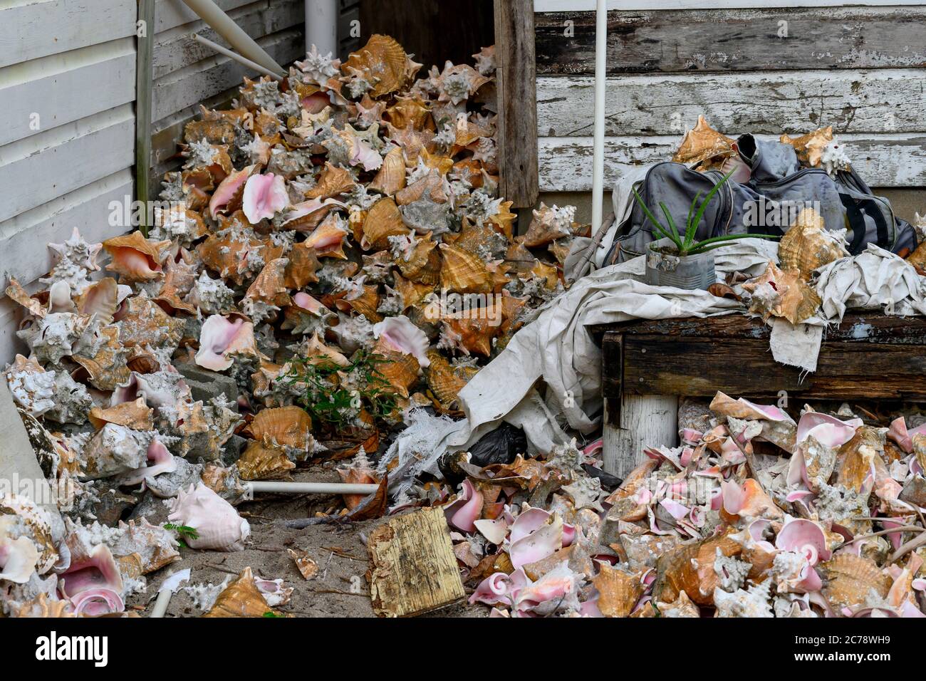 Pile conch shells hi-res stock photography and images - Alamy