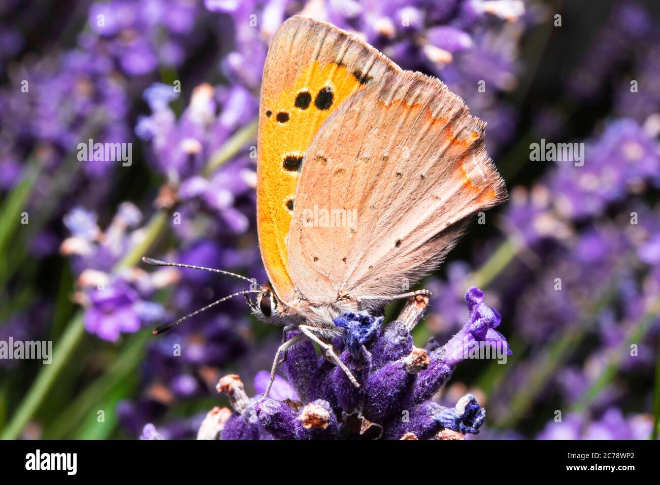 The scarce copper is a butterfly of the family Lycaenidae. Lycaena ...