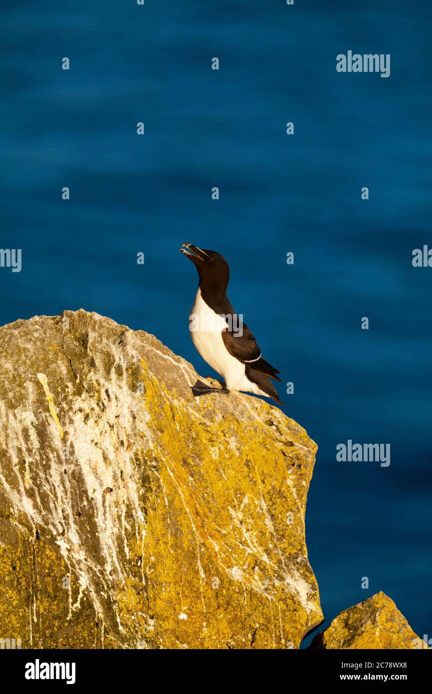 Alca comun hi-res stock photography and images - Alamy