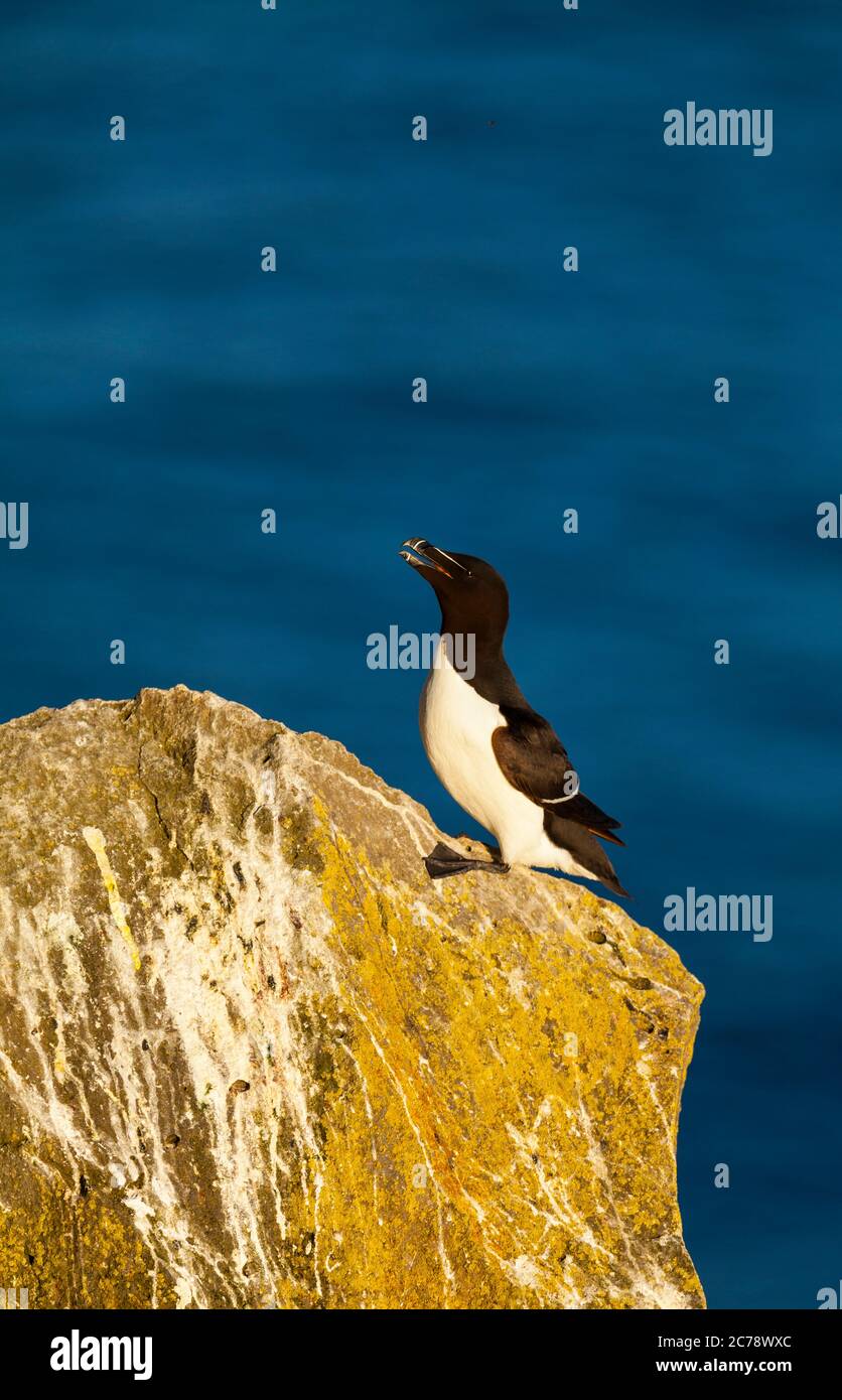 Alca comun hi-res stock photography and images - Alamy