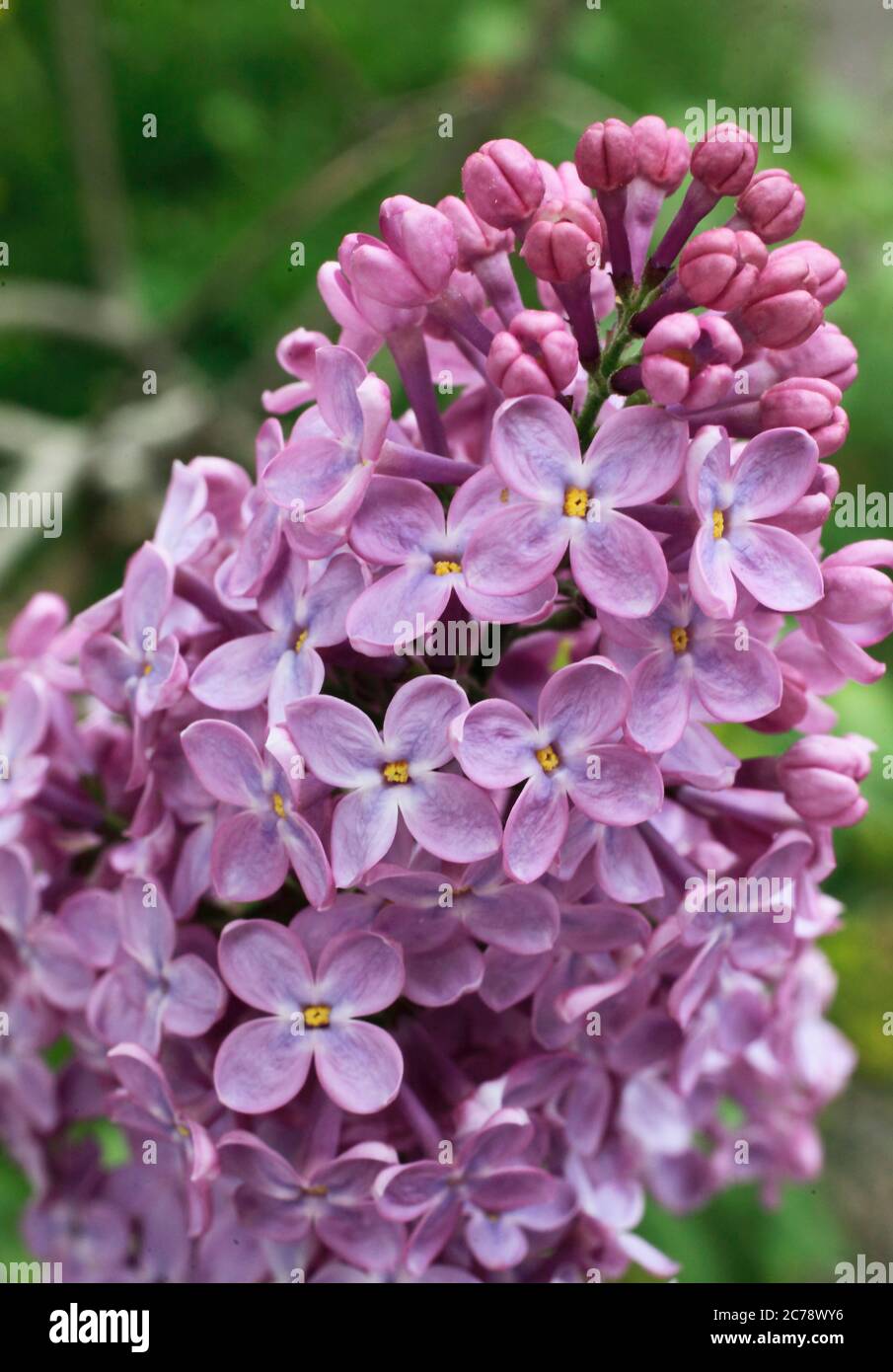 Lilac vertical hi-res stock photography and images - Alamy