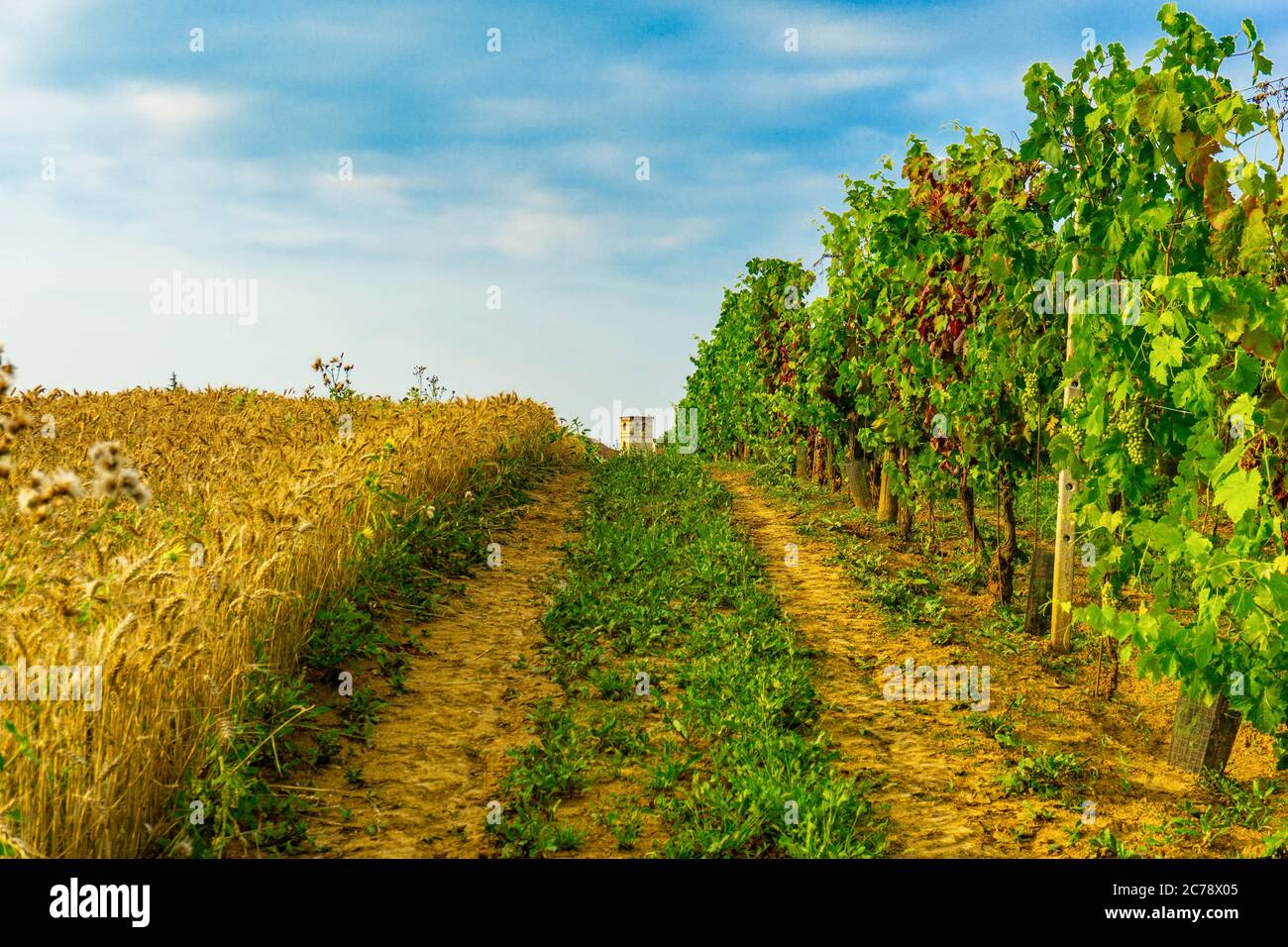 Barley wine hi-res stock photography and images - Alamy