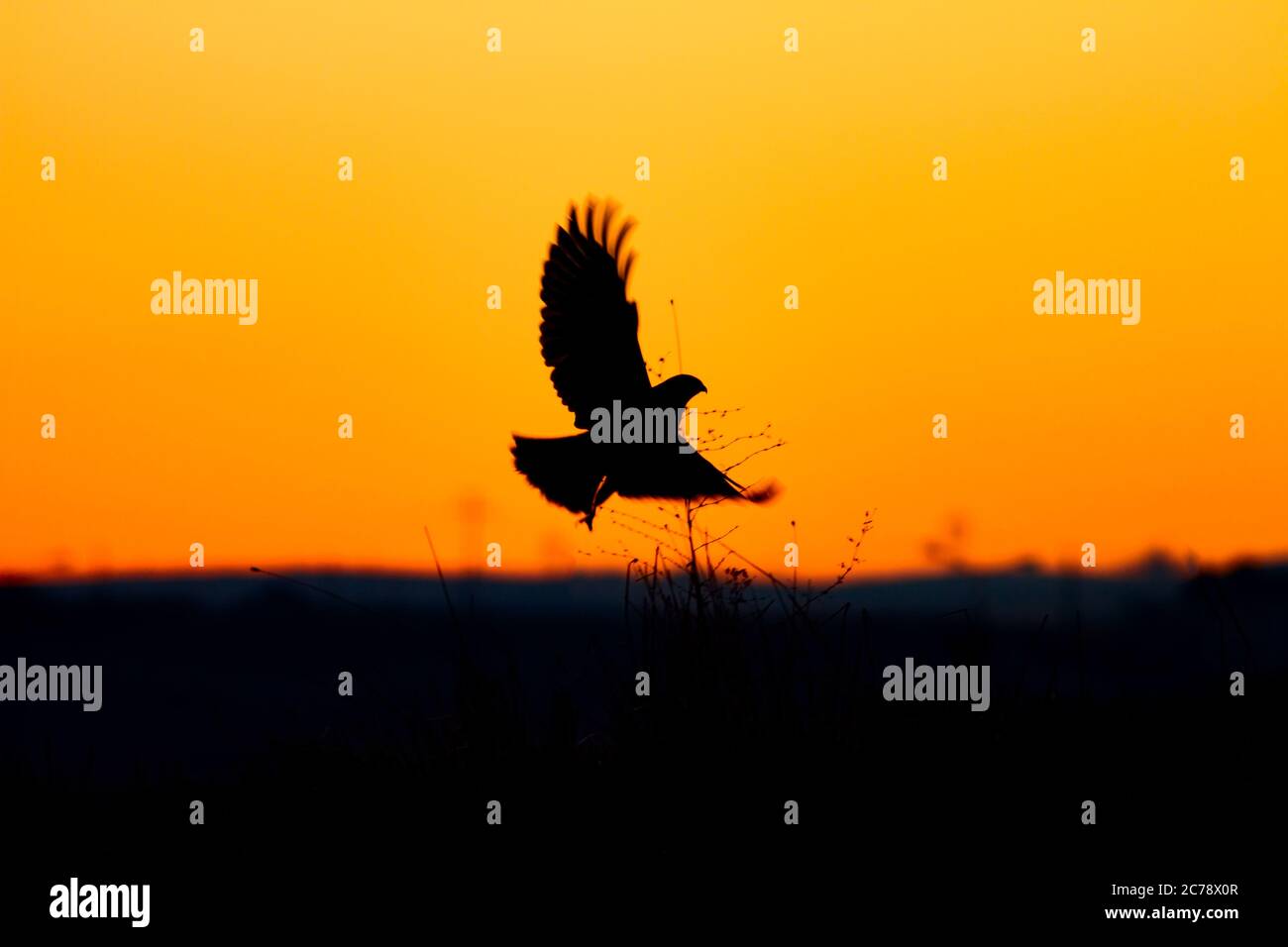Buzzard silhouette hi-res stock photography and images - Alamy