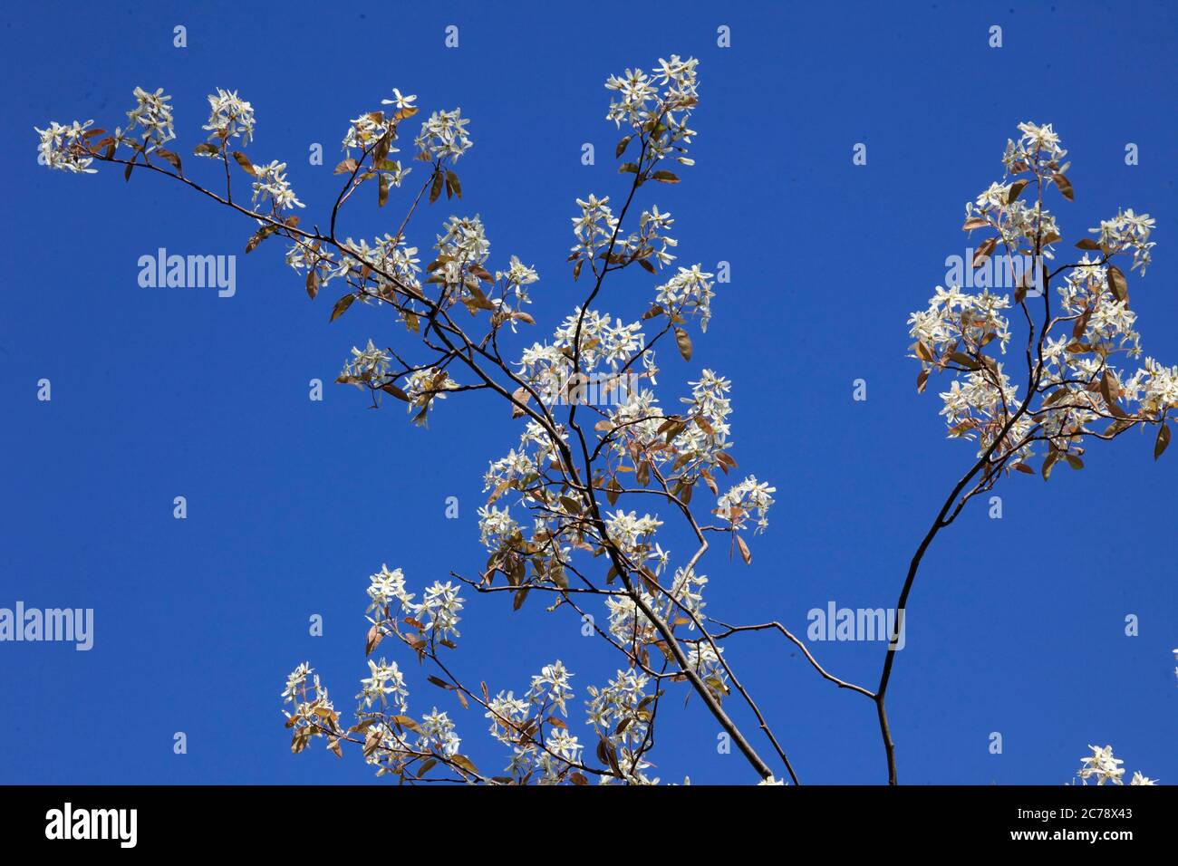 Serviceberry tree hi-res stock photography and images - Alamy