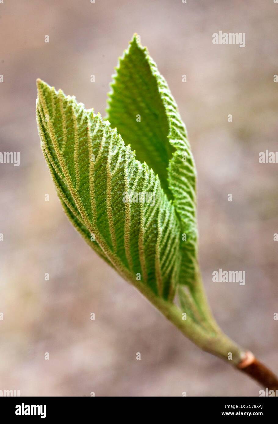 Spring, bud, shoot, leaf Stock Photo - Alamy