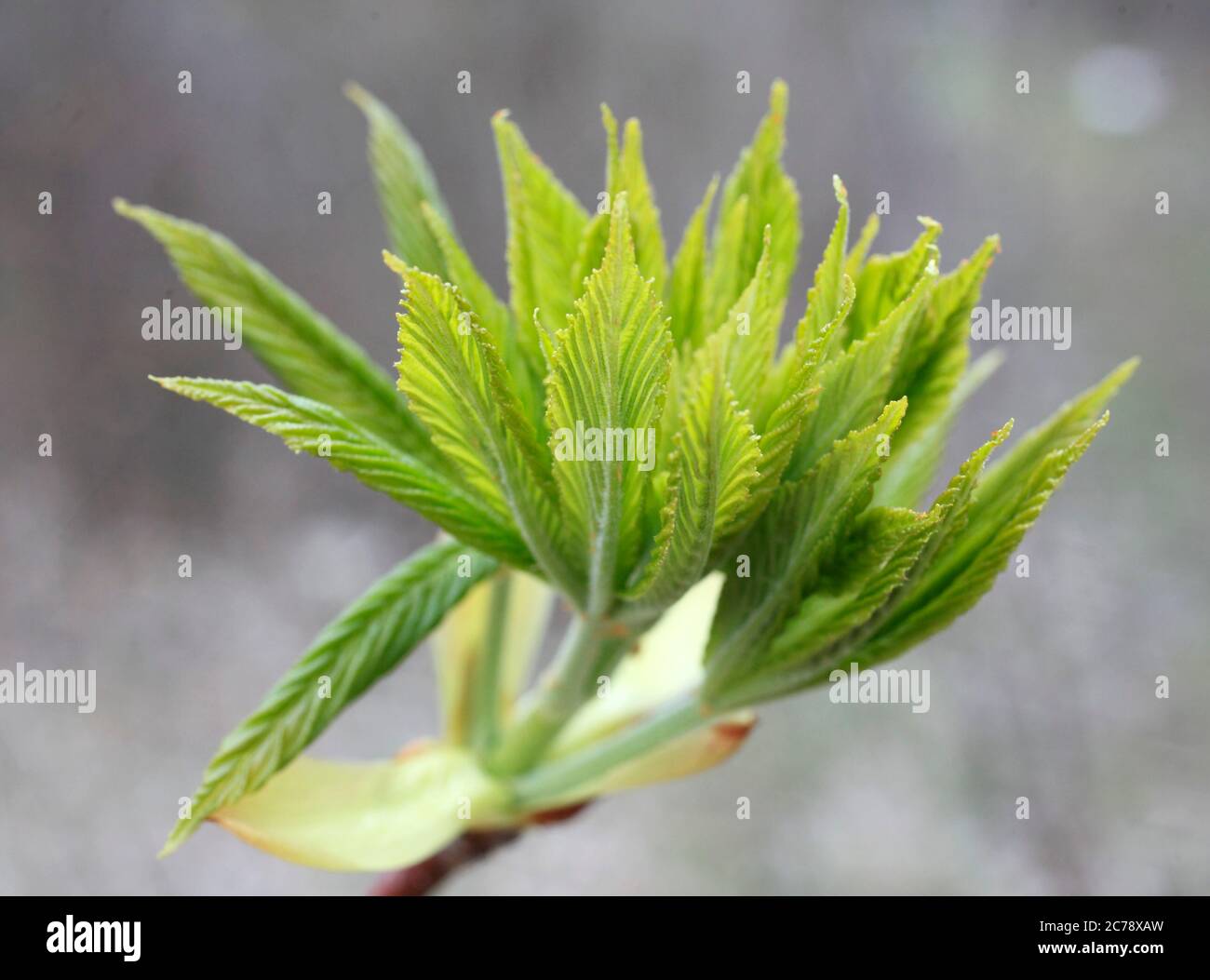 Spring plant hi-res stock photography and images - Alamy