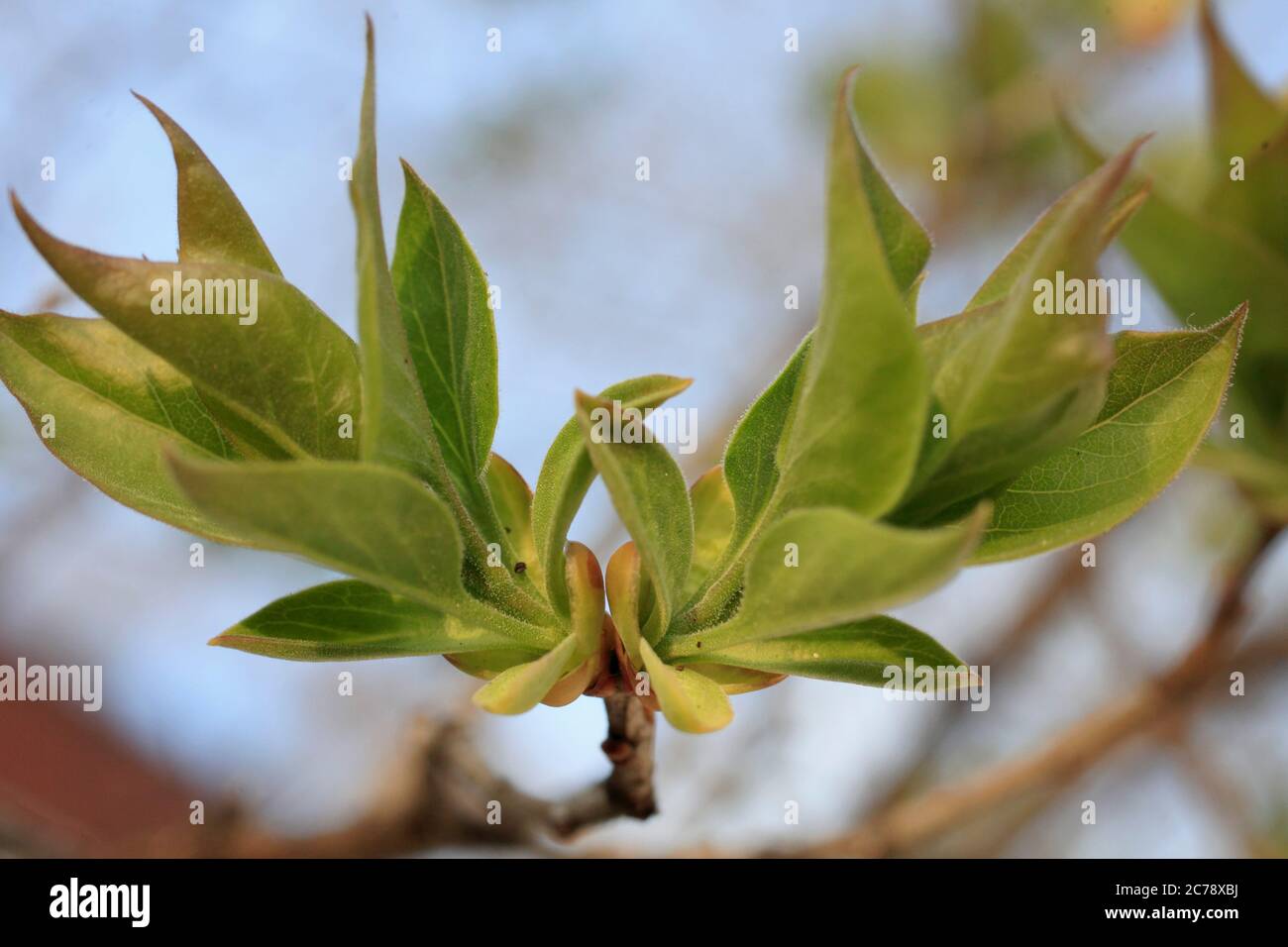 Spring, plant, shoot, leaves Stock Photo - Alamy
