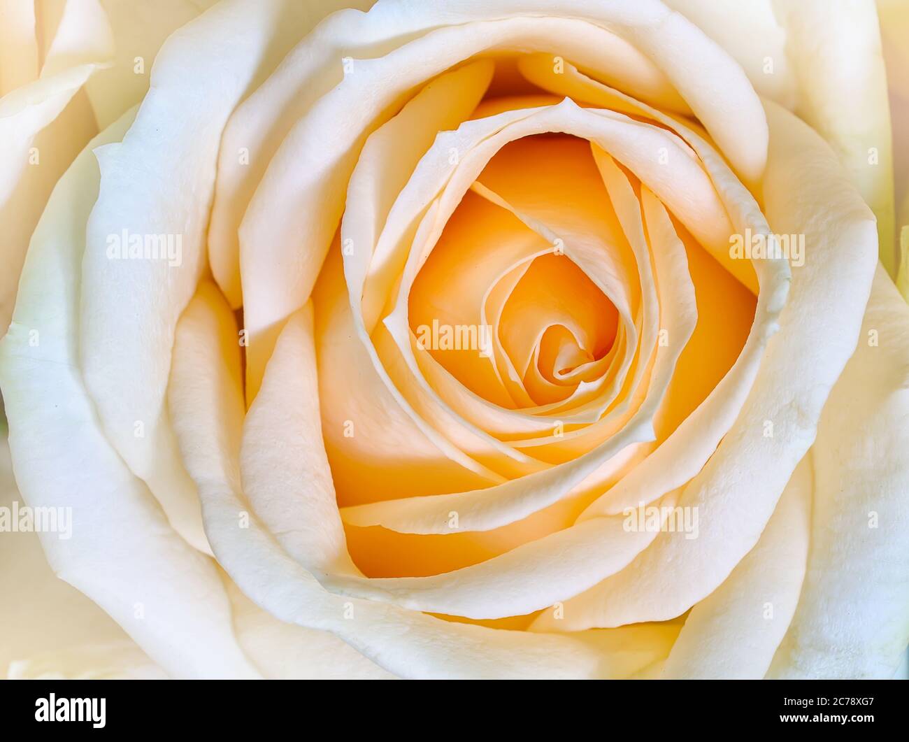 sweet color roses in soft color for flora background Stock Photo - Alamy