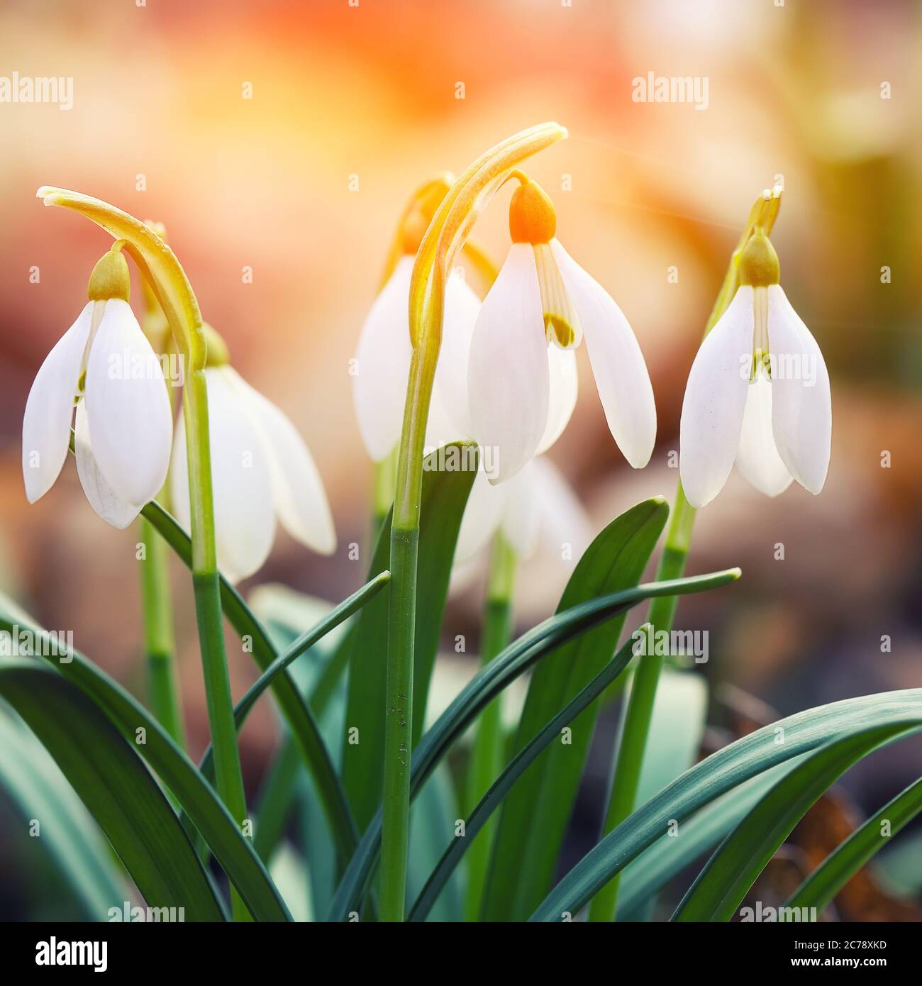 Spring snowdrop flowers blooming in sunny day. Shallow depth of field ...