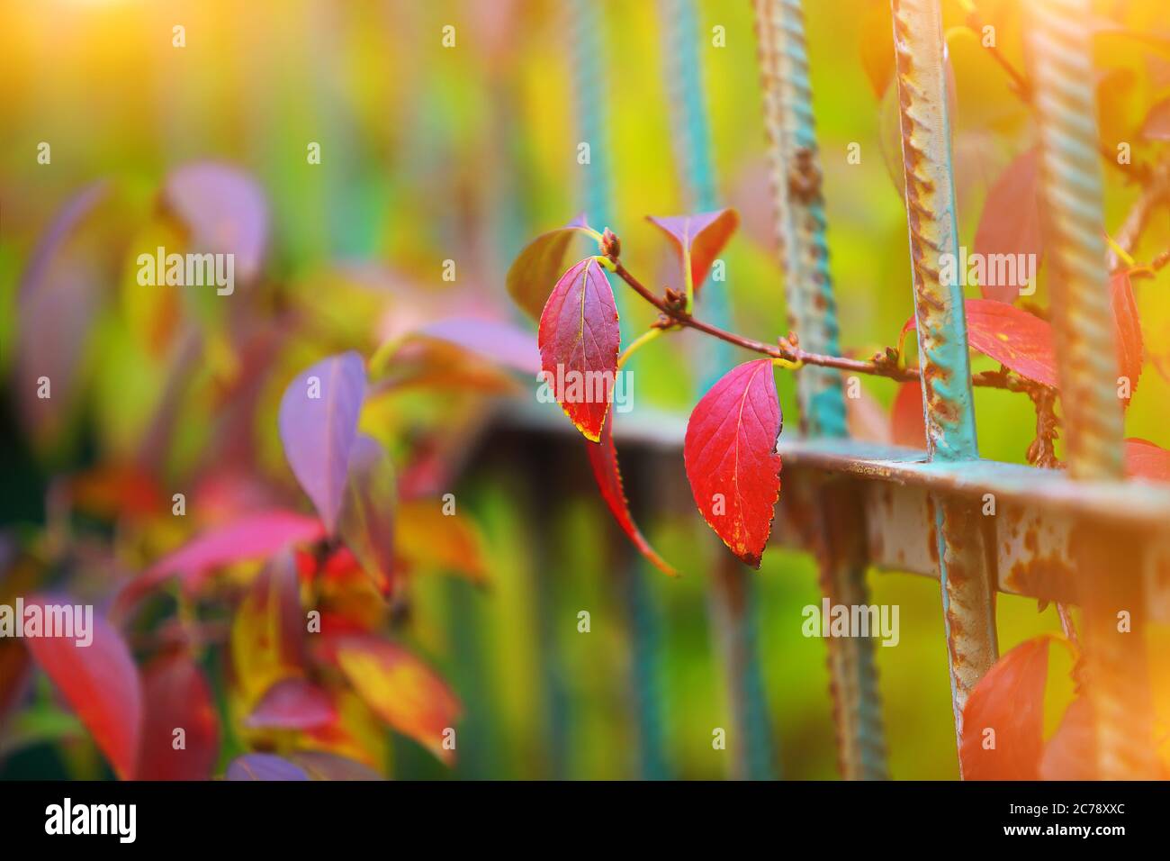 Vegetation in autumn hi-res stock photography and images - Alamy