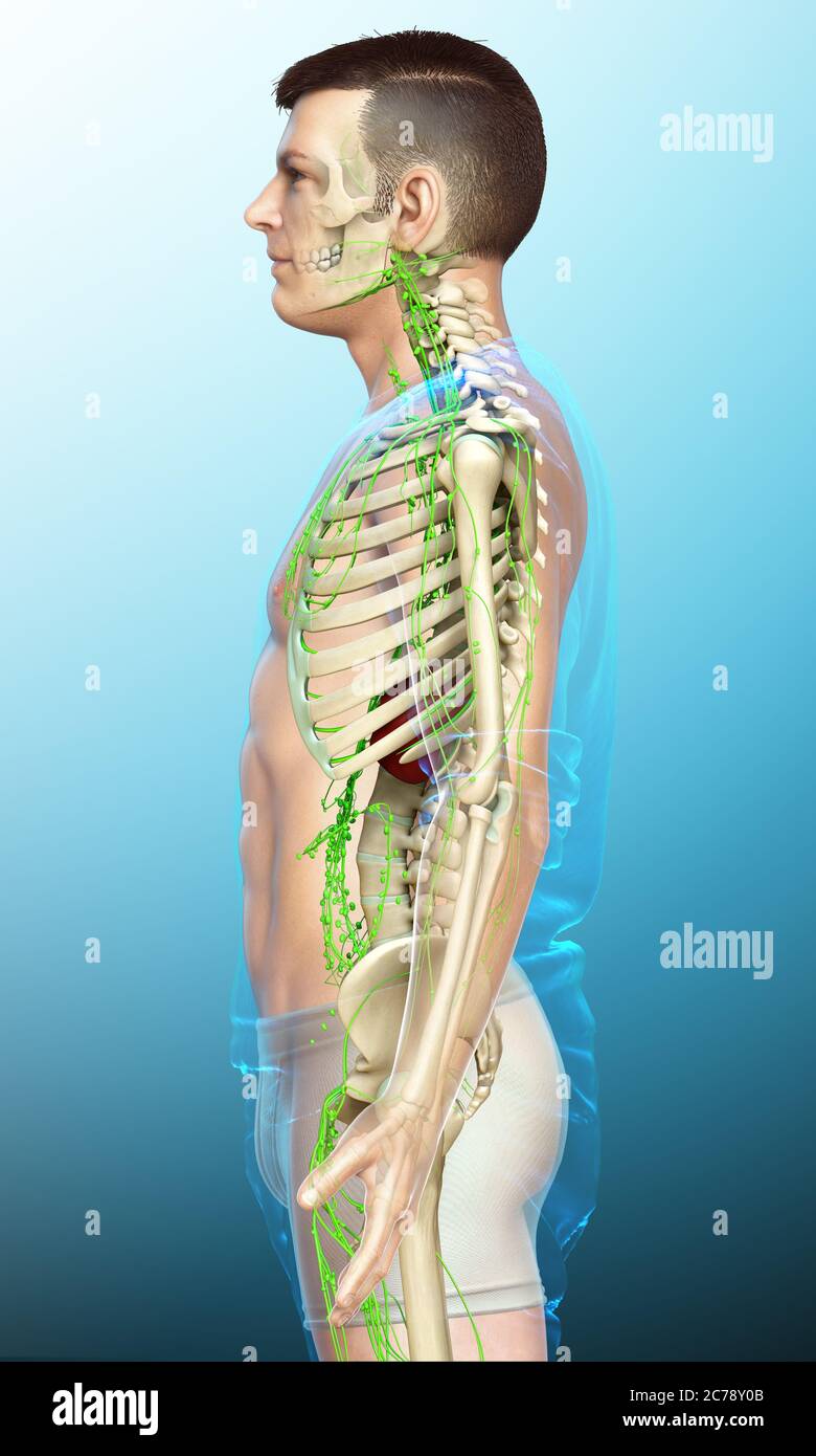 3d rendered medically accurate illustration of a male lymphatic system ...