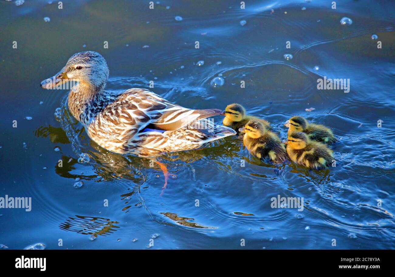 Birds of north america hi-res stock photography and images - Alamy
