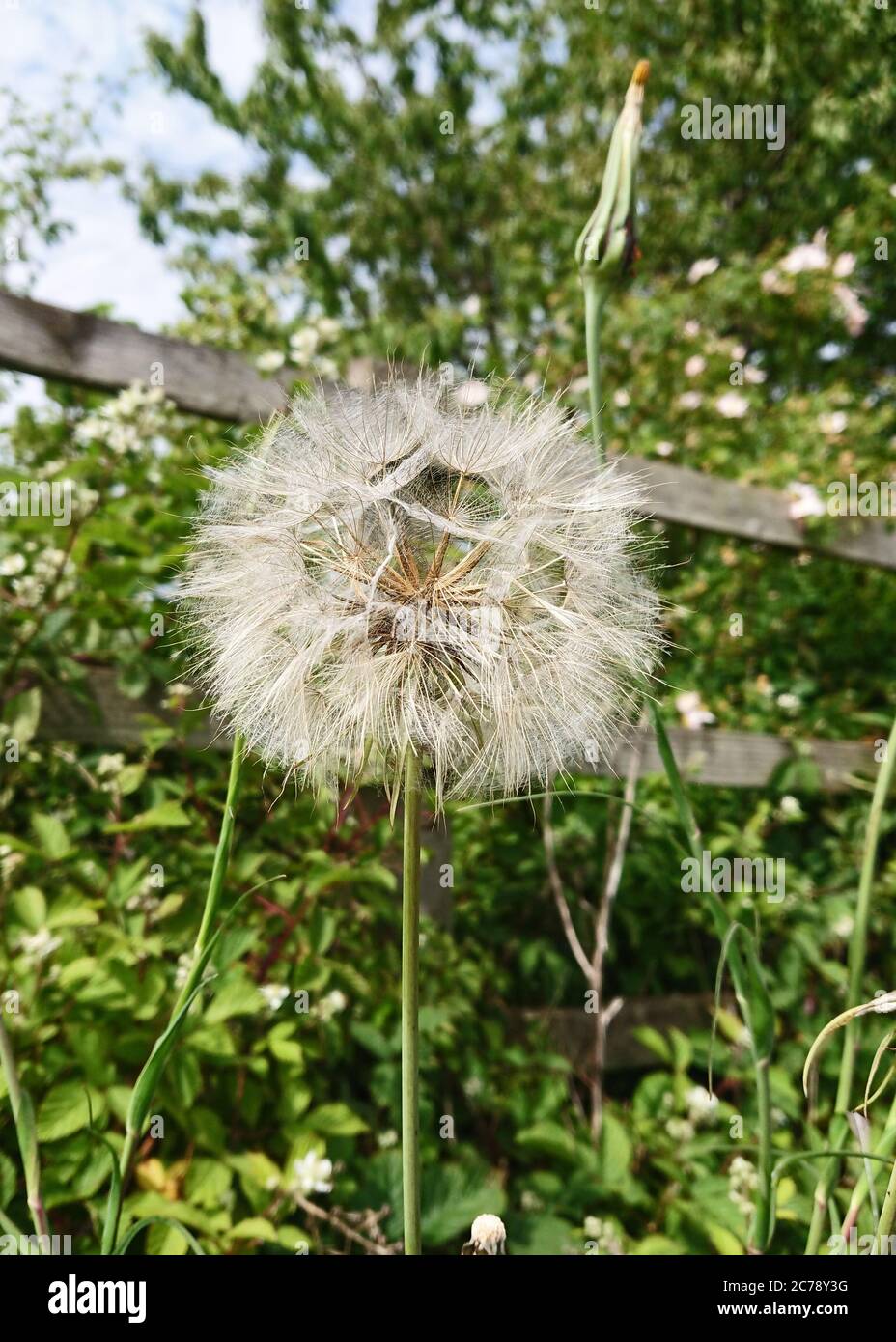 False dandelion hi-res stock photography and images - Alamy