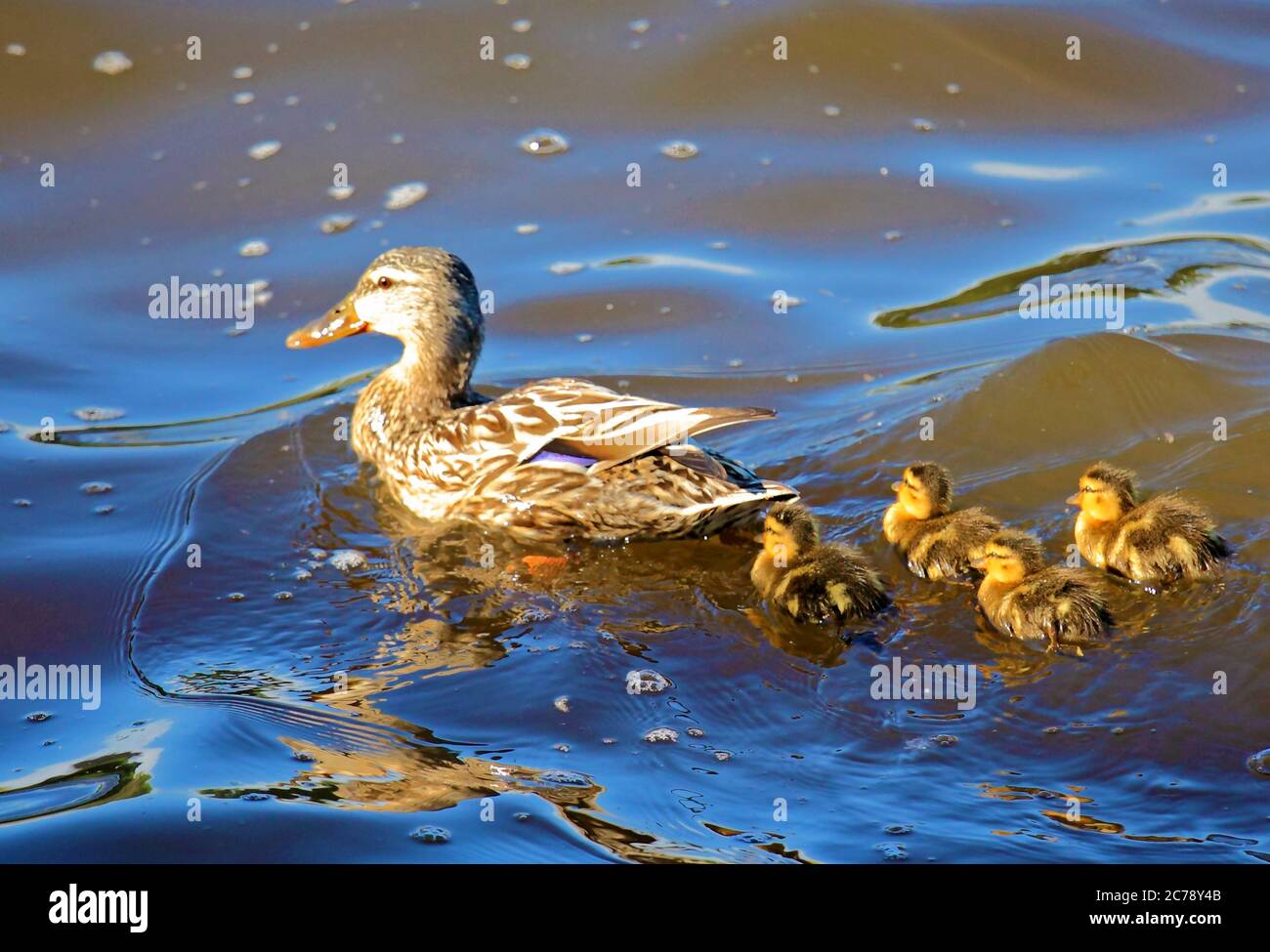 Duck and ducklings hi-res stock photography and images - Alamy