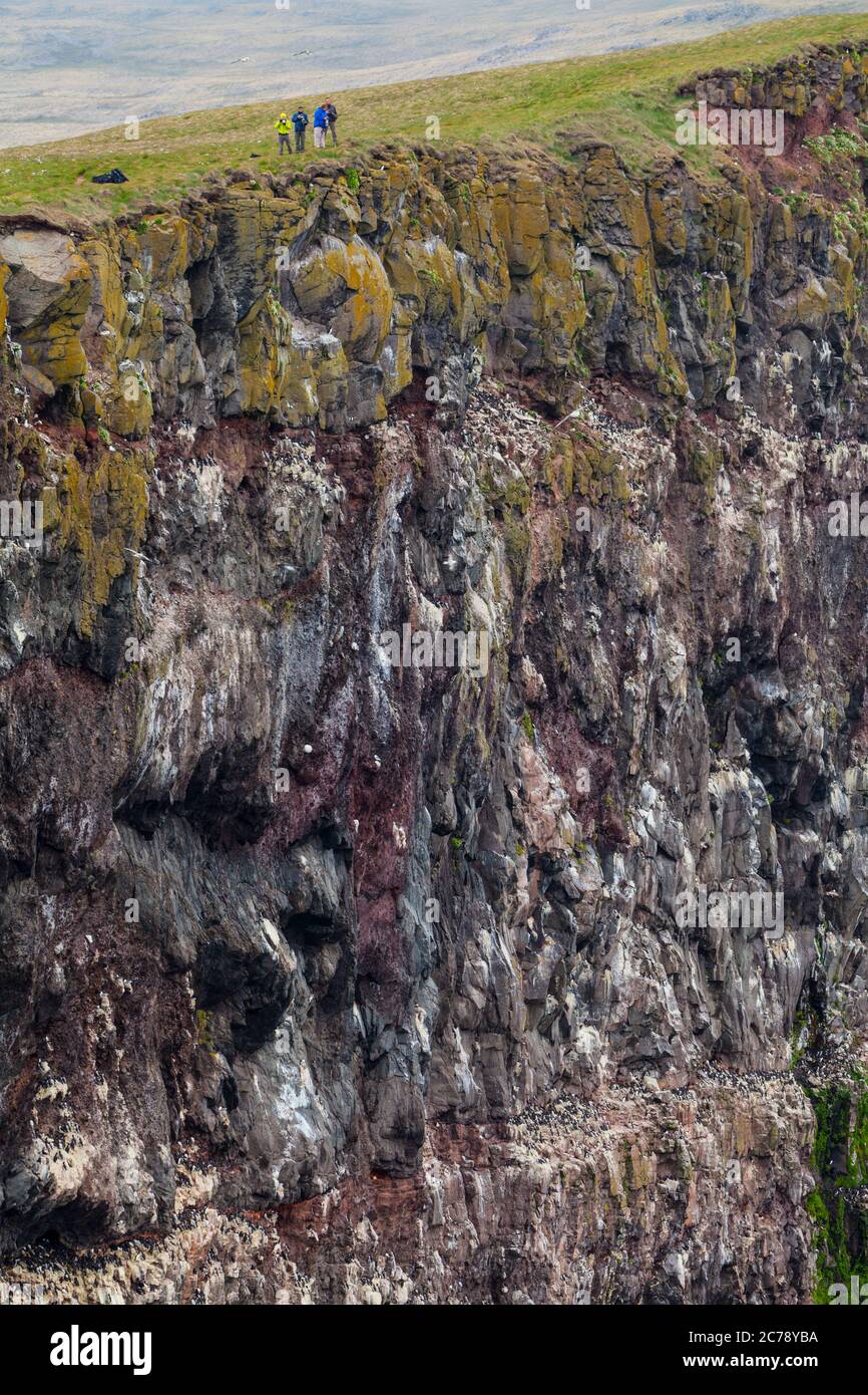 Latrabjarg bird cliffs, Westfjords, Iceland, Europe Stock Photo - Alamy