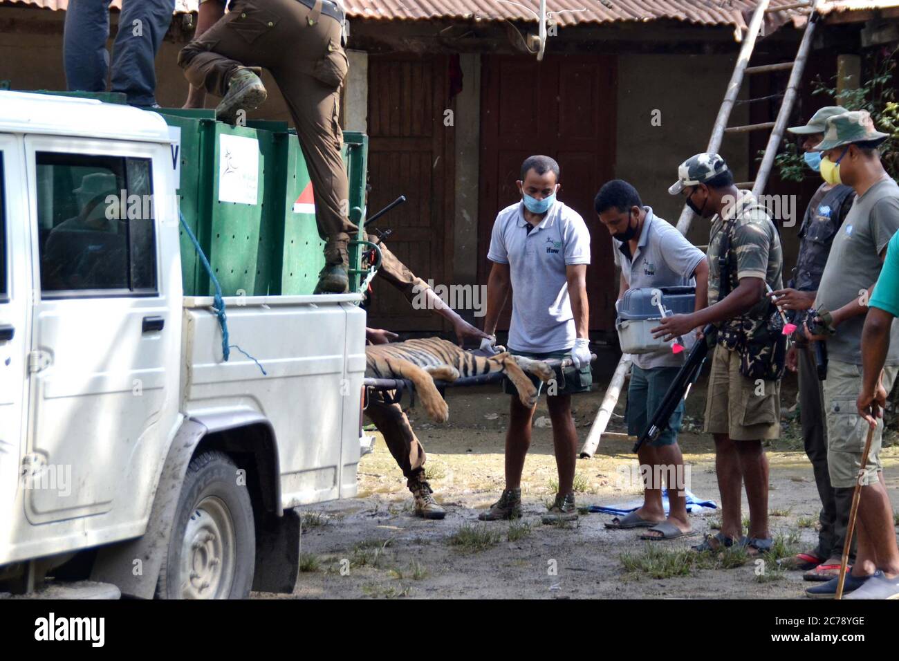 Tranquilizing animals hi-res stock photography and images - Alamy