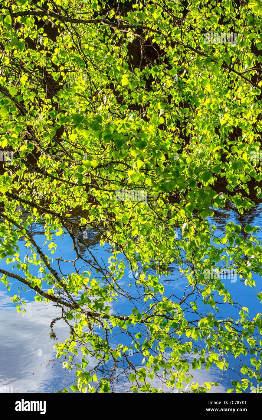 Birch tree branches hanging over the water Stock Photo - Alamy