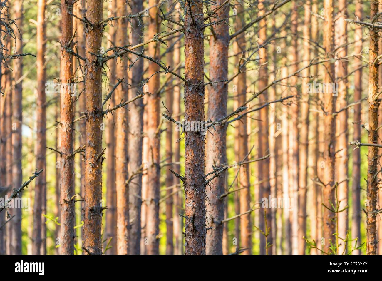 Spruce tree trunks hi-res stock photography and images - Alamy
