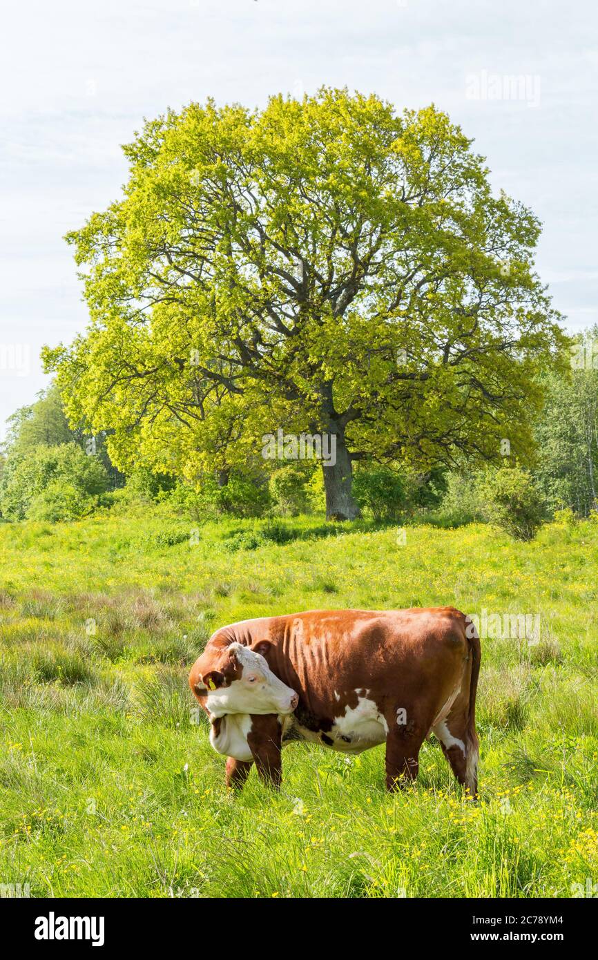 Cow on summer pasture in hi-res stock photography and images - Alamy