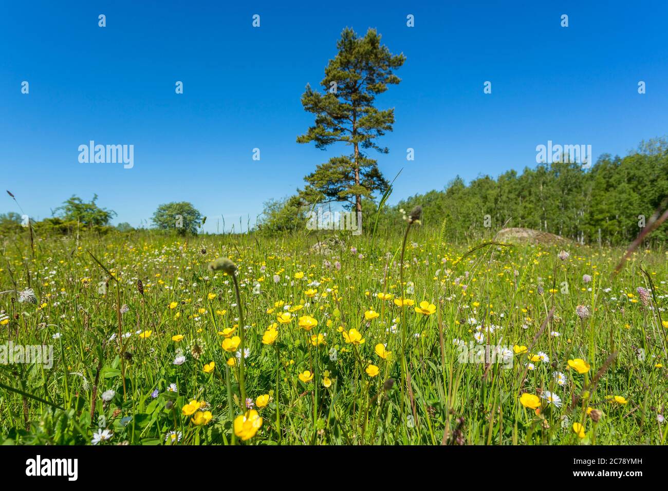 Meadow with daisies and flowering trees hi-res stock photography and ...