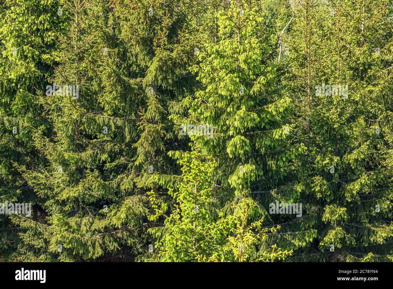 Green spruce trees in a forest Stock Photo - Alamy
