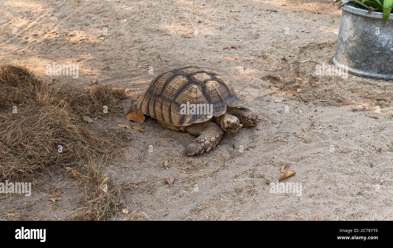 The process of mating turtles in the zoo. Breeding turtles around the ...
