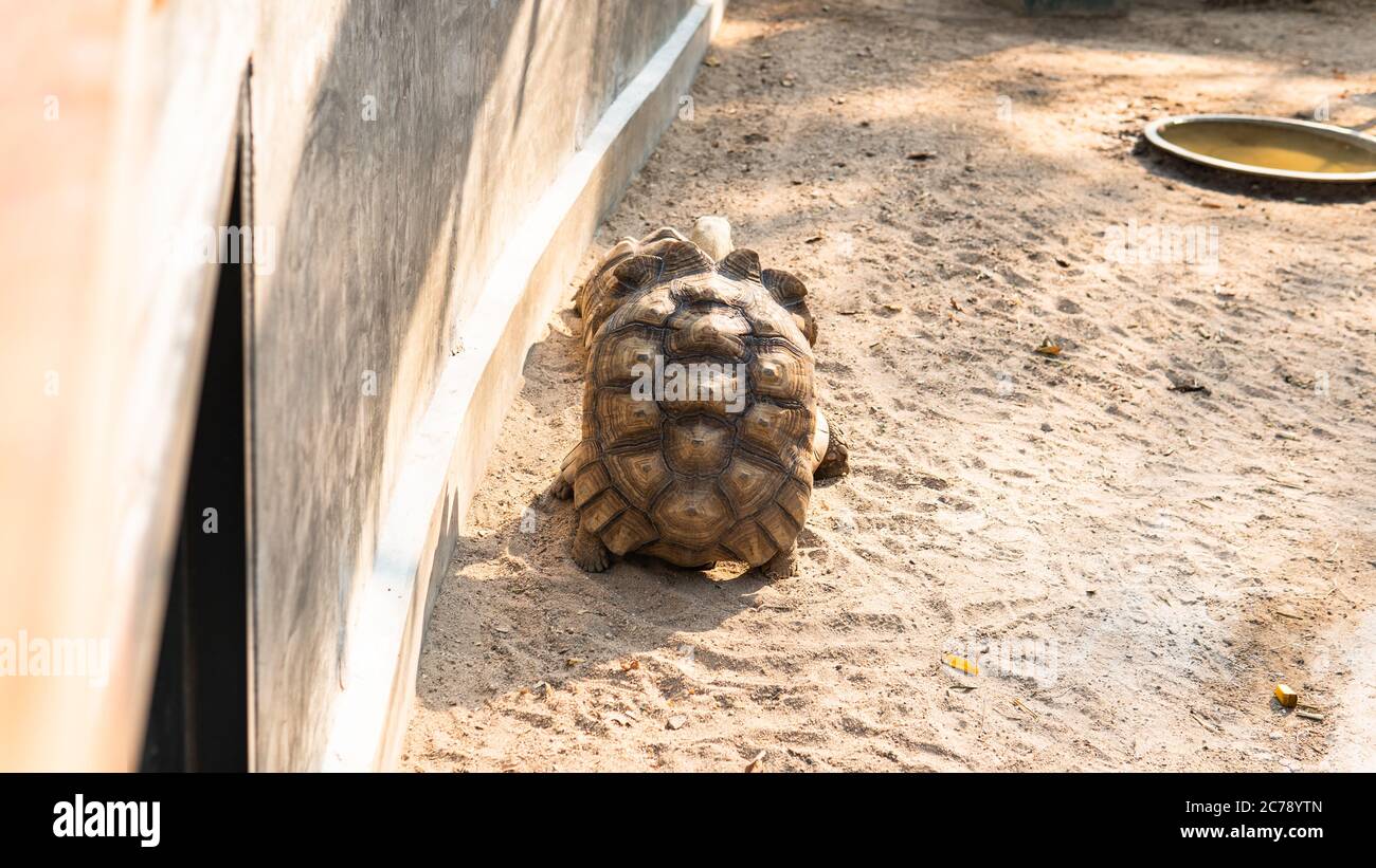 breeding and caring for turtles at the zoo. Care and control of the ...