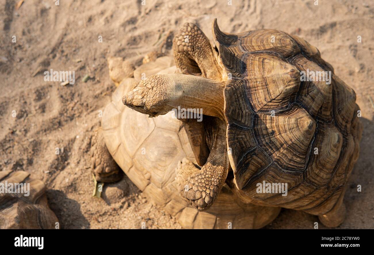 The process of mating turtles in the zoo. Breeding turtles around the ...