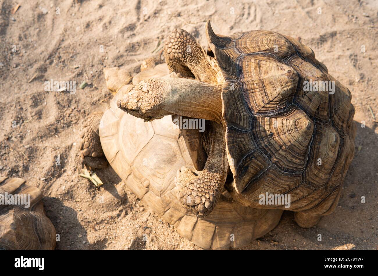 breeding and caring for turtles at the zoo. Care and control of the ...