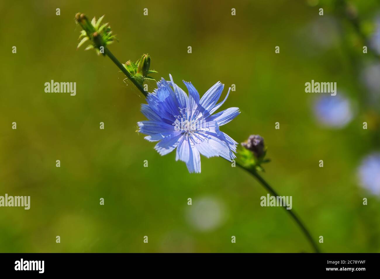 Single Chicory flower on the abstract green background Stock Photo - Alamy