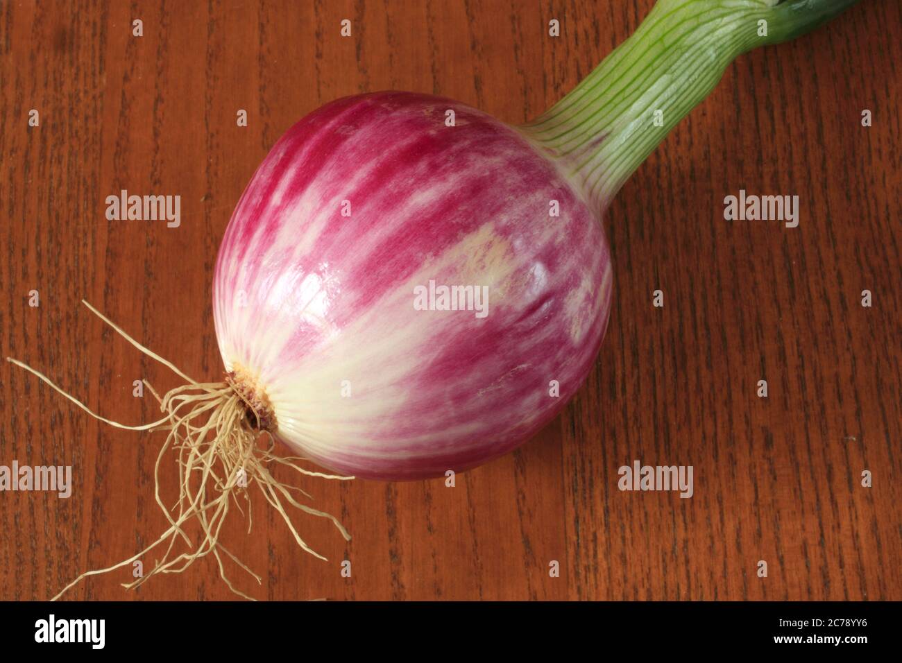 Onion horizontal hi-res stock photography and images - Alamy