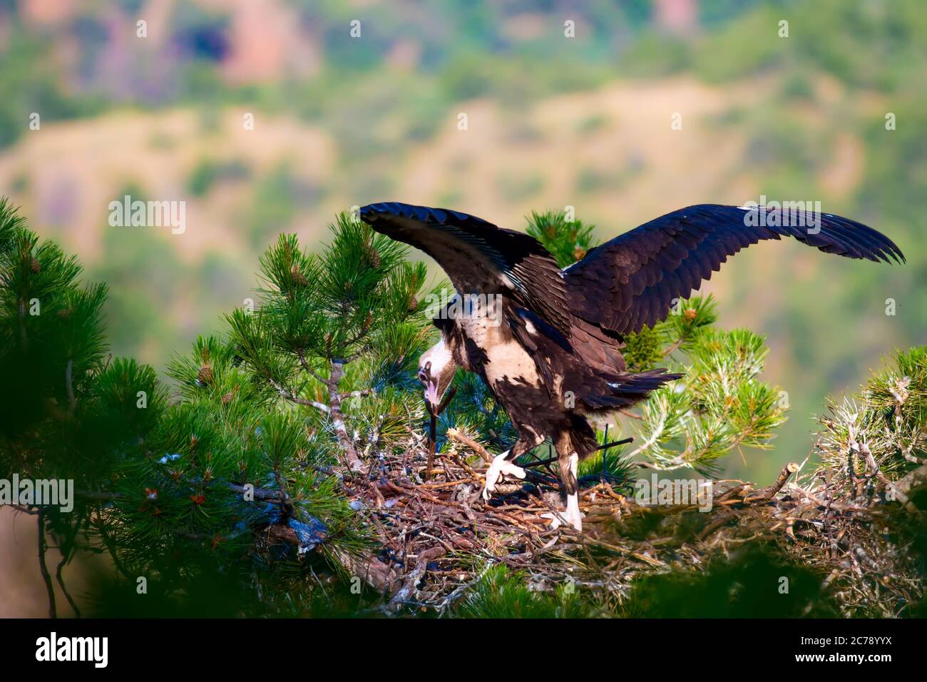 Vulture Nest High Resolution Stock Photography and Images - Alamy